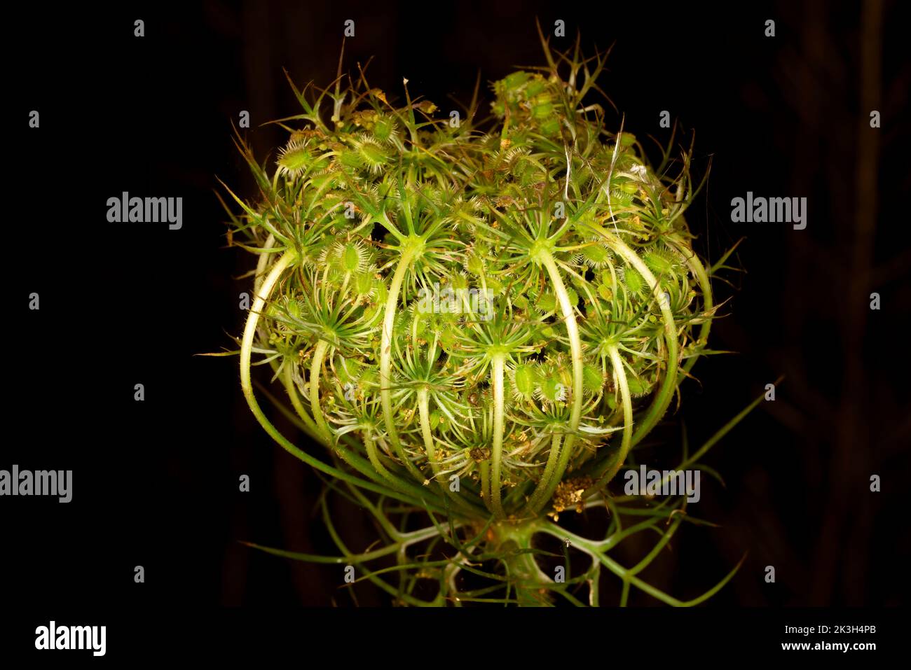 Macro photo of single dark carrot (daucus) on the dark background ...