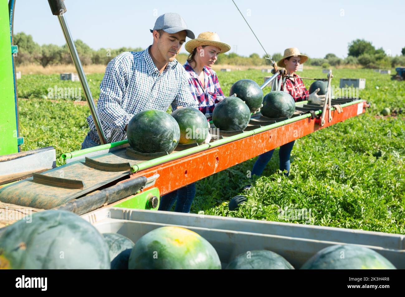 Team of professional farmers working on modern harvesting platform on ...