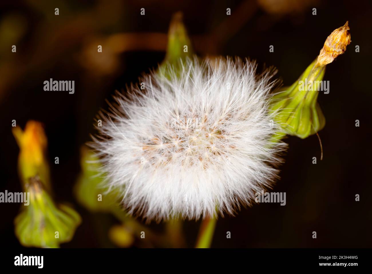 Sweet macro of common sowthistle with blurred dark bouground. Nature ...
