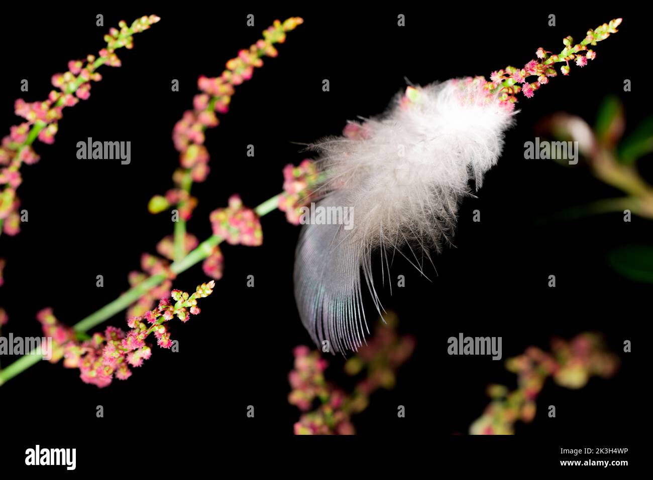 Small sweet grey feather with rainbow reflections on the sorrel with dark background. Pink ...