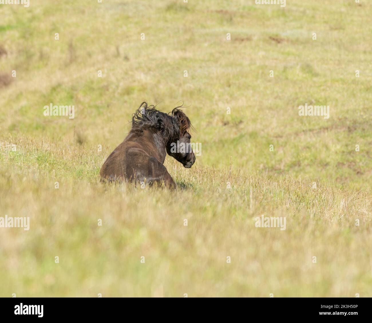 Kaimanawa wild horse rolling on the grass. New Zealand Stock Photo - Alamy