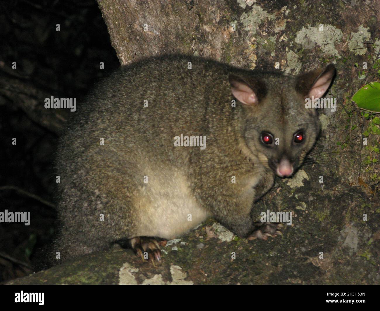 The common brushtail possum . The North West Circuit. Stewart island ...