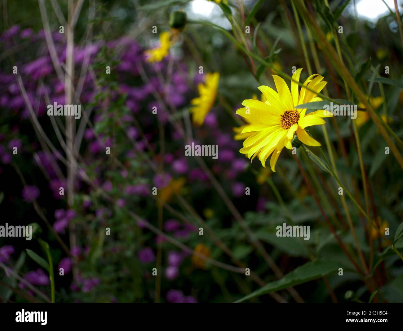 Natural background composed of a helianthus yellow flower on its branch ...