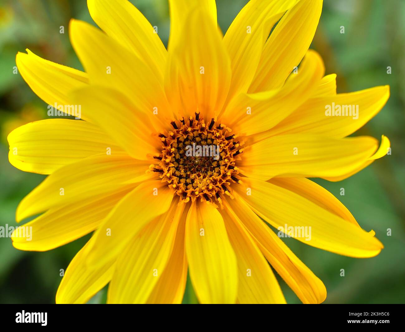 Close up of a helianthus yellow flower, full center. for natural ...