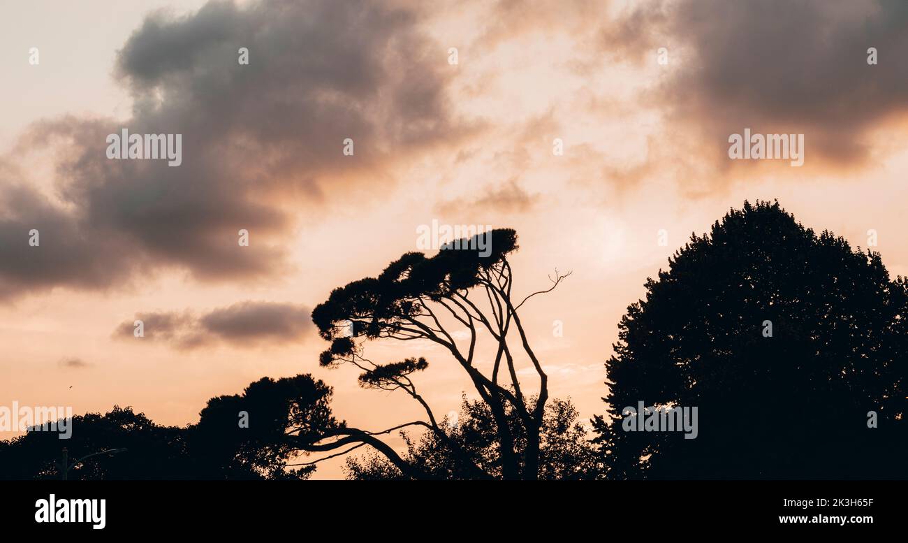 Silhouette tree sundown hi-res stock photography and images - Alamy
