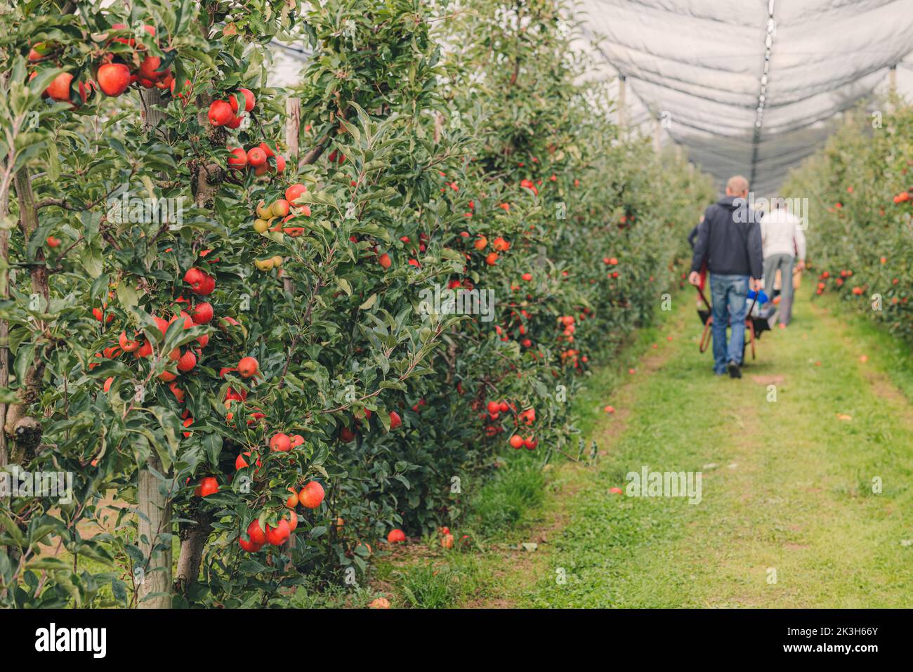 Steinsel, Luxembourg-September 2022: Collecting fresh apples from trees ...