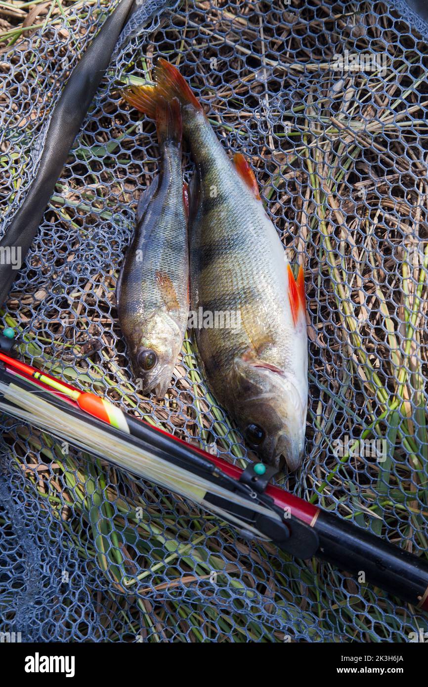 Catching fish. Several fish of Common perch or European perch known as ...