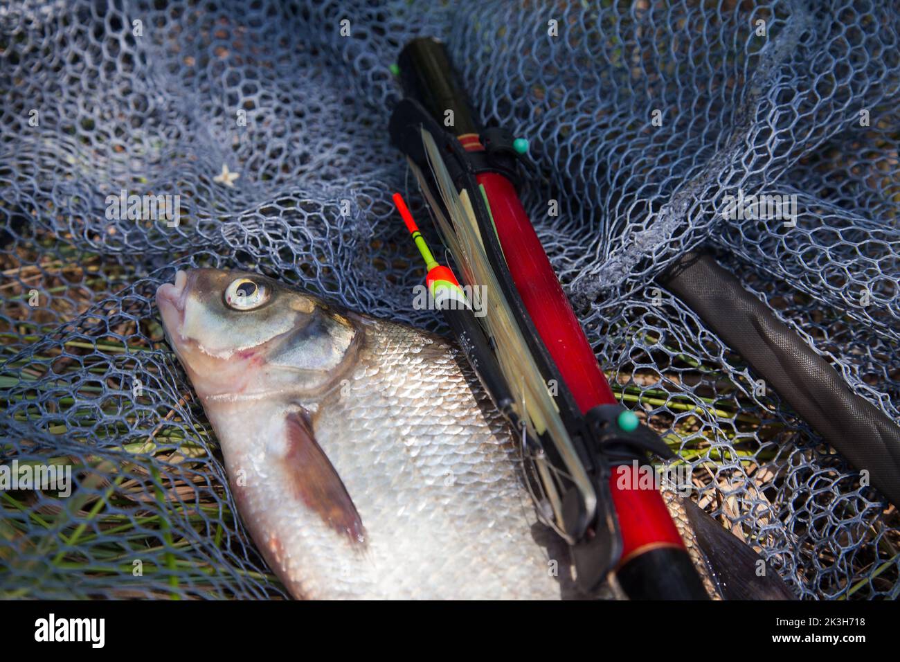 Catching fish - big freshwater common bream known as bronze bream or ...