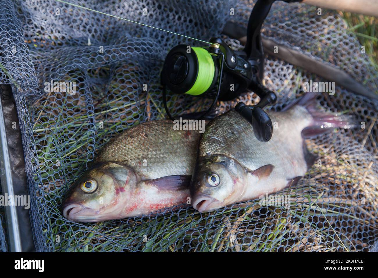 Catching fish - two big freshwater common bream known as bronze bream ...