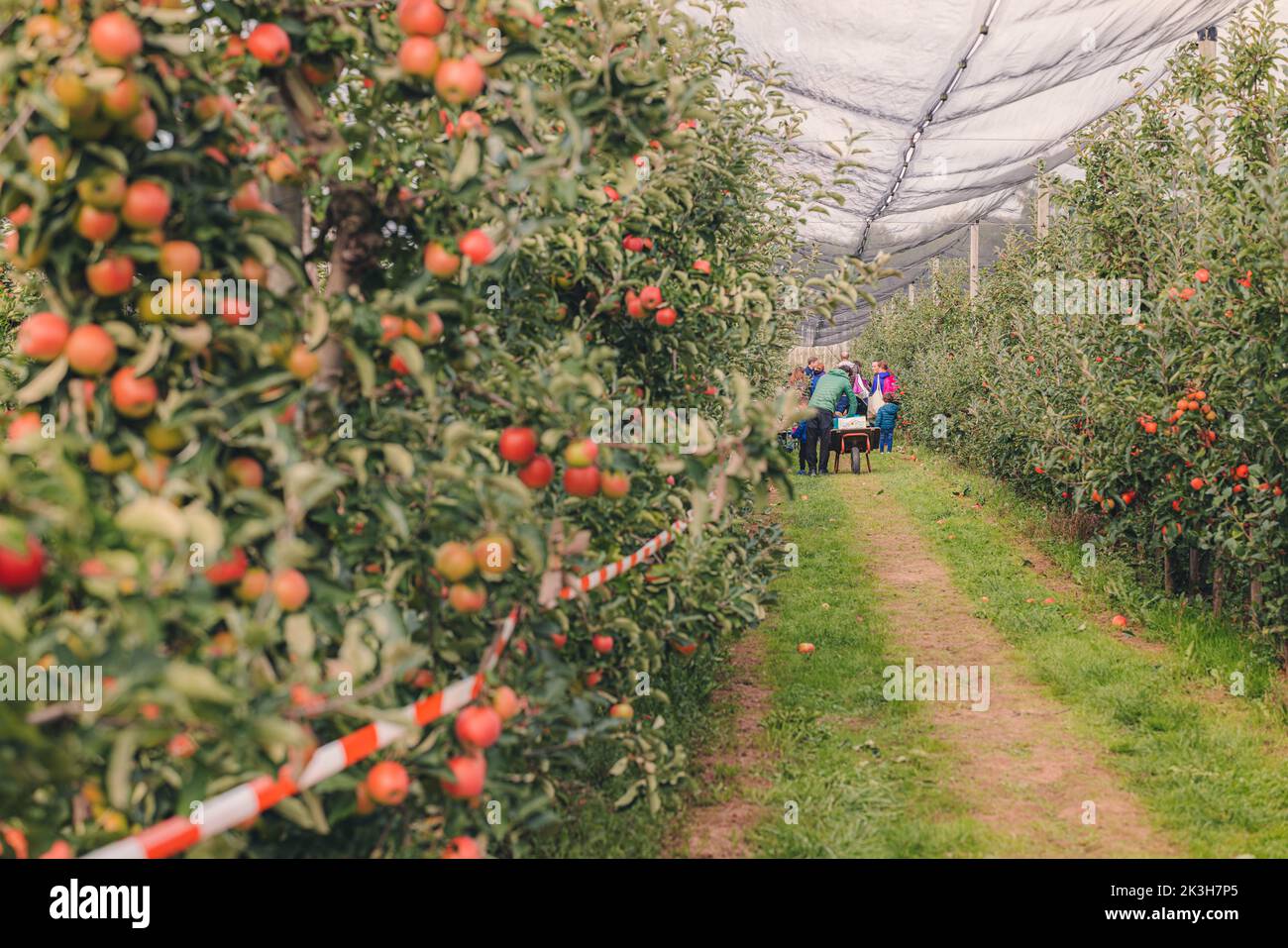 Steinsel, Luxembourg-September 2022: Collecting fresh apples from trees ...