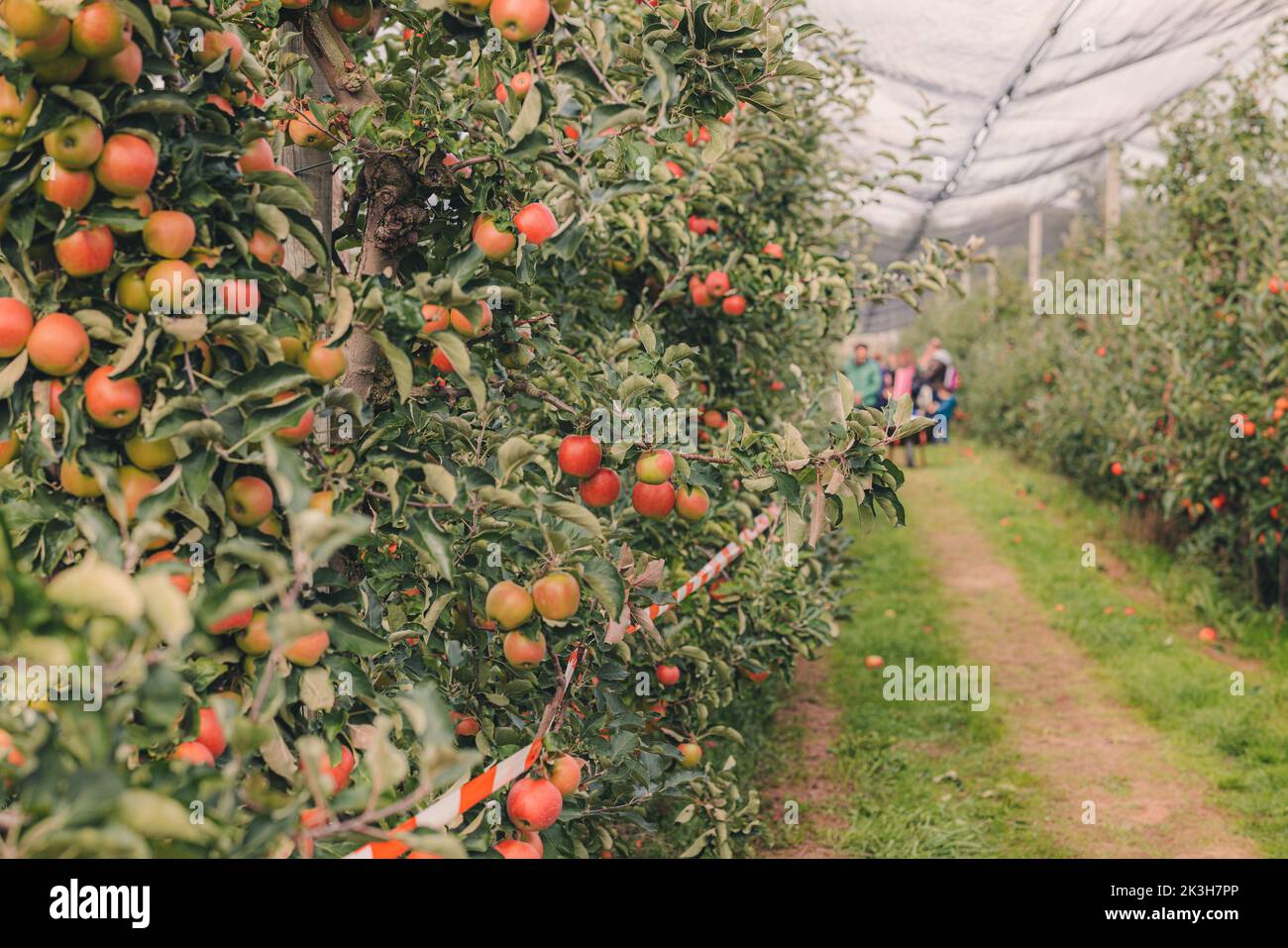 Steinsel, Luxembourg-September 2022: Collecting fresh apples from trees ...
