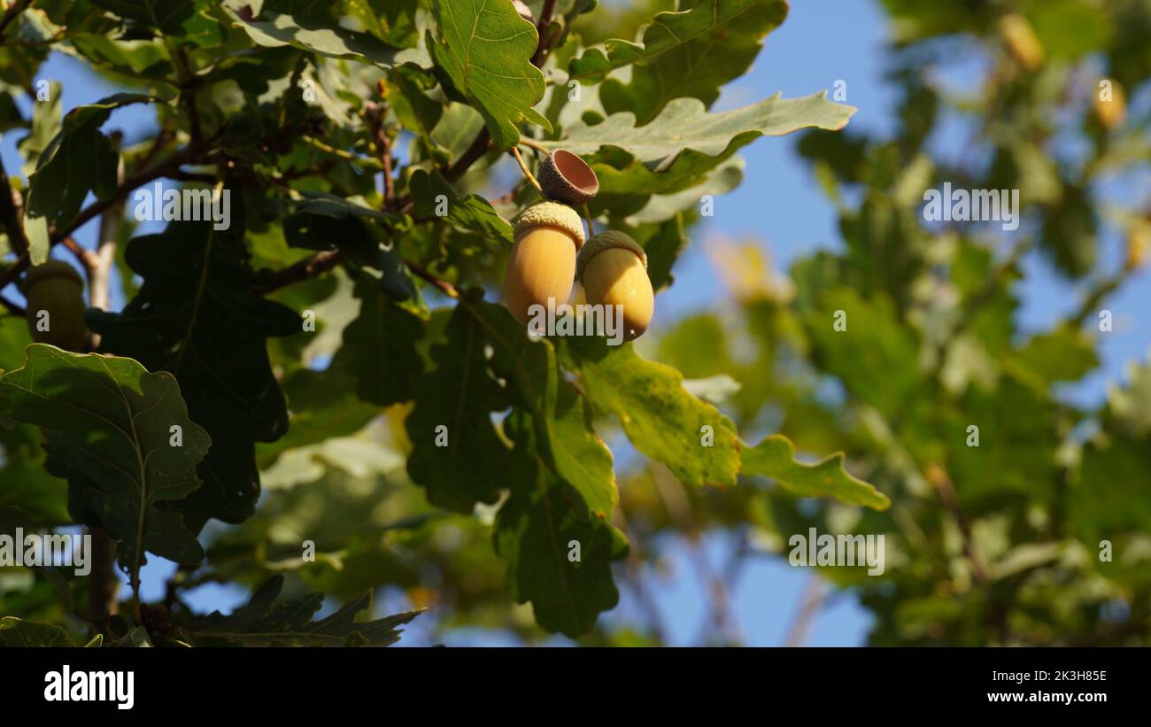 The acorn or oaknut, on a branch of oak tree with and green leaves ...