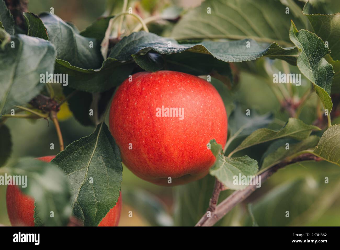 Fresh Gala type apples on the tree in a farm Stock Photo - Alamy