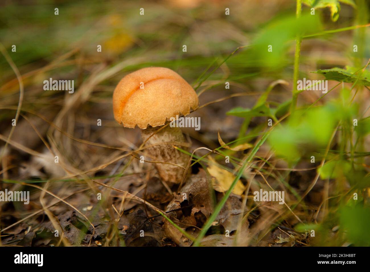Orange cap boletus. A young boletus grows in the forest, a mushroom ...