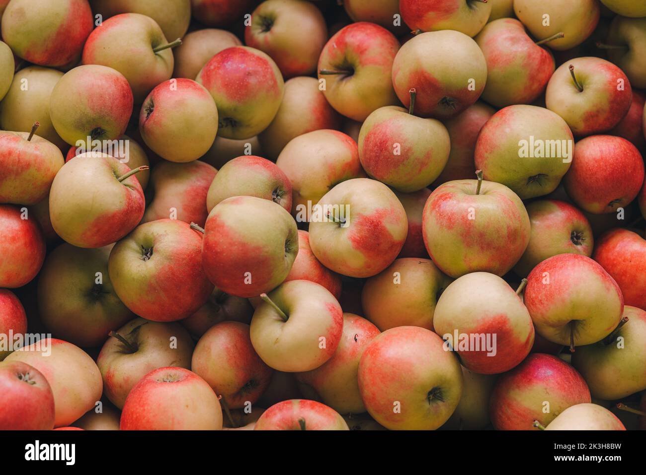 Steinsel, Luxembourg-September 2022: Collecting fresh apples from trees ...