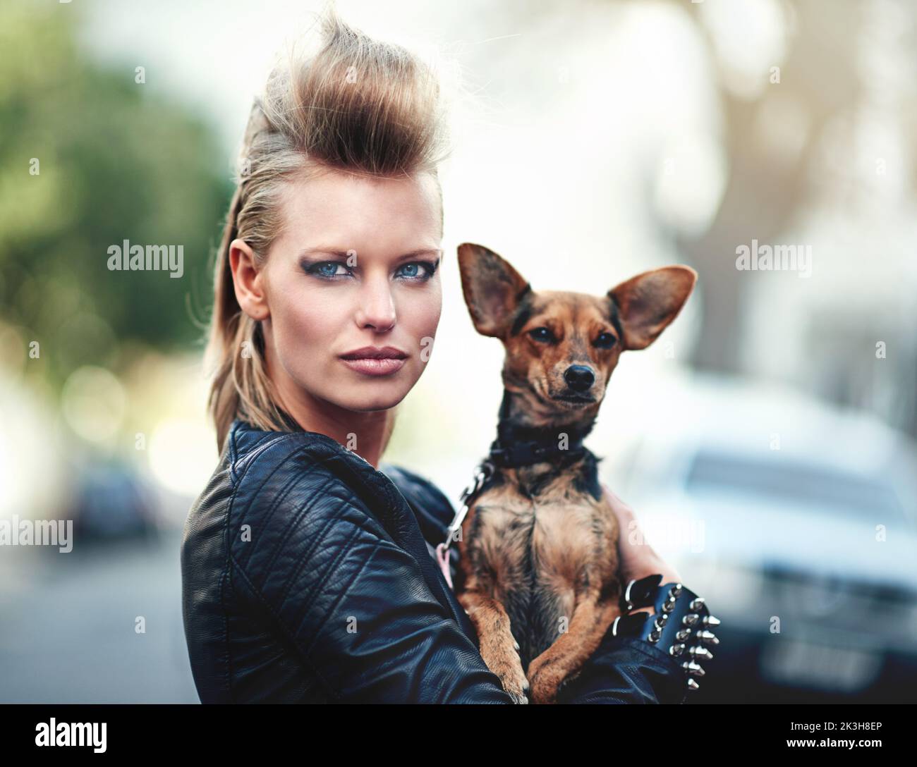 Edgy dog hi-res stock photography and images - Alamy