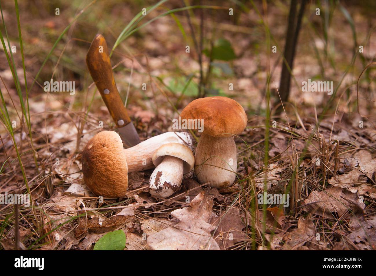 Several boletus mushroom in an autumn pine tree forest. Porcini ...