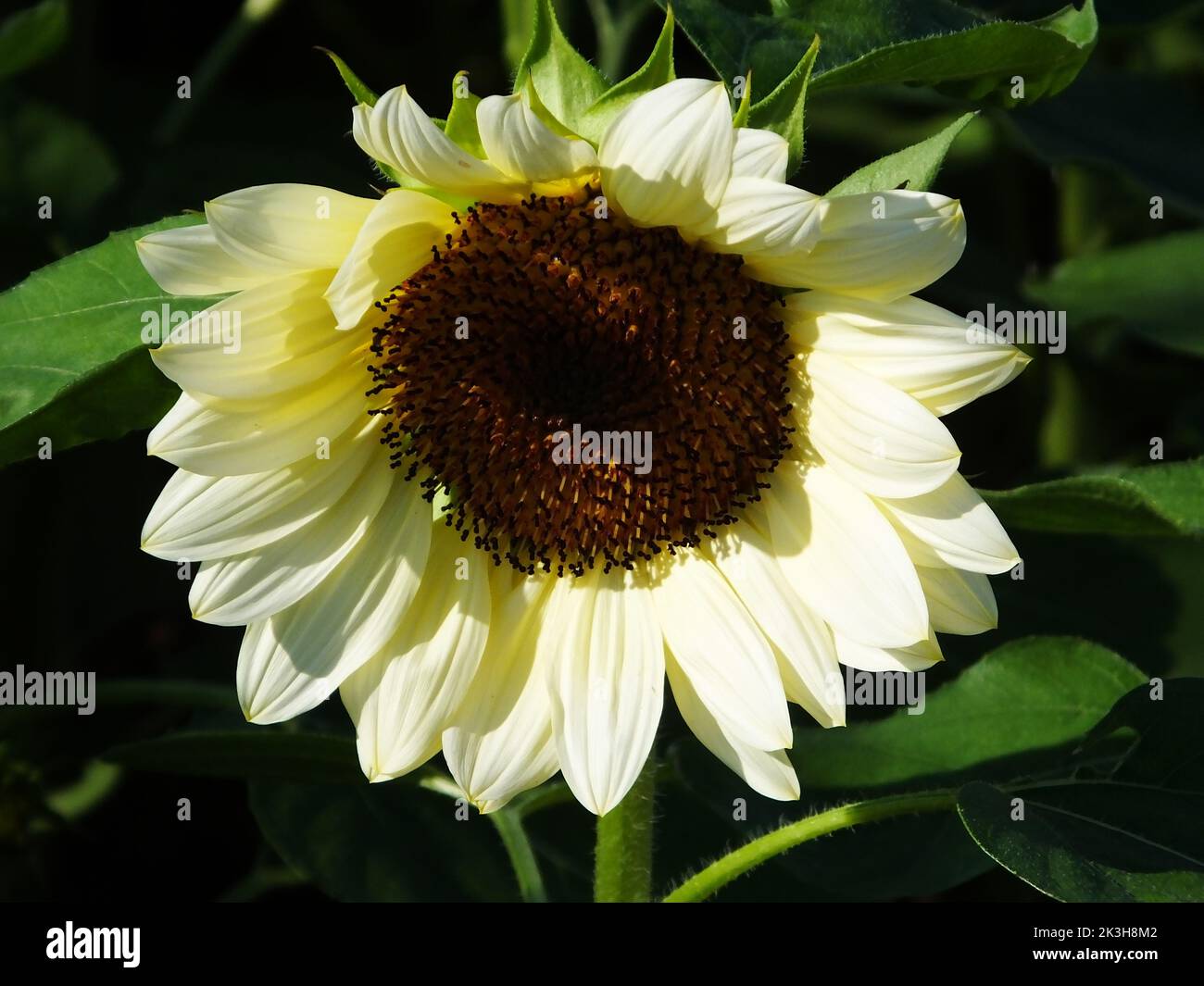 title (Photo by ChinaImages/Sipa USA Stock Photo - Alamy