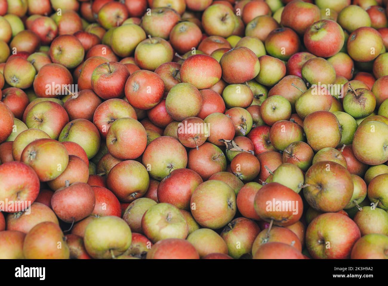 Box full of freshly collected apples from trees in a farm Stock Photo ...