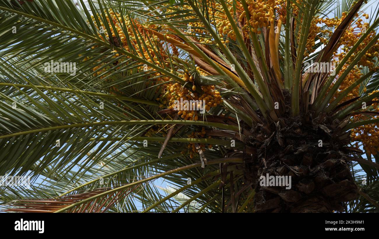 Phoenix dactylifera date or date palm tree Stock Photo - Alamy