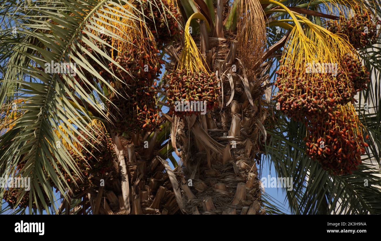 Phoenix dactylifera date or date palm tree Stock Photo - Alamy