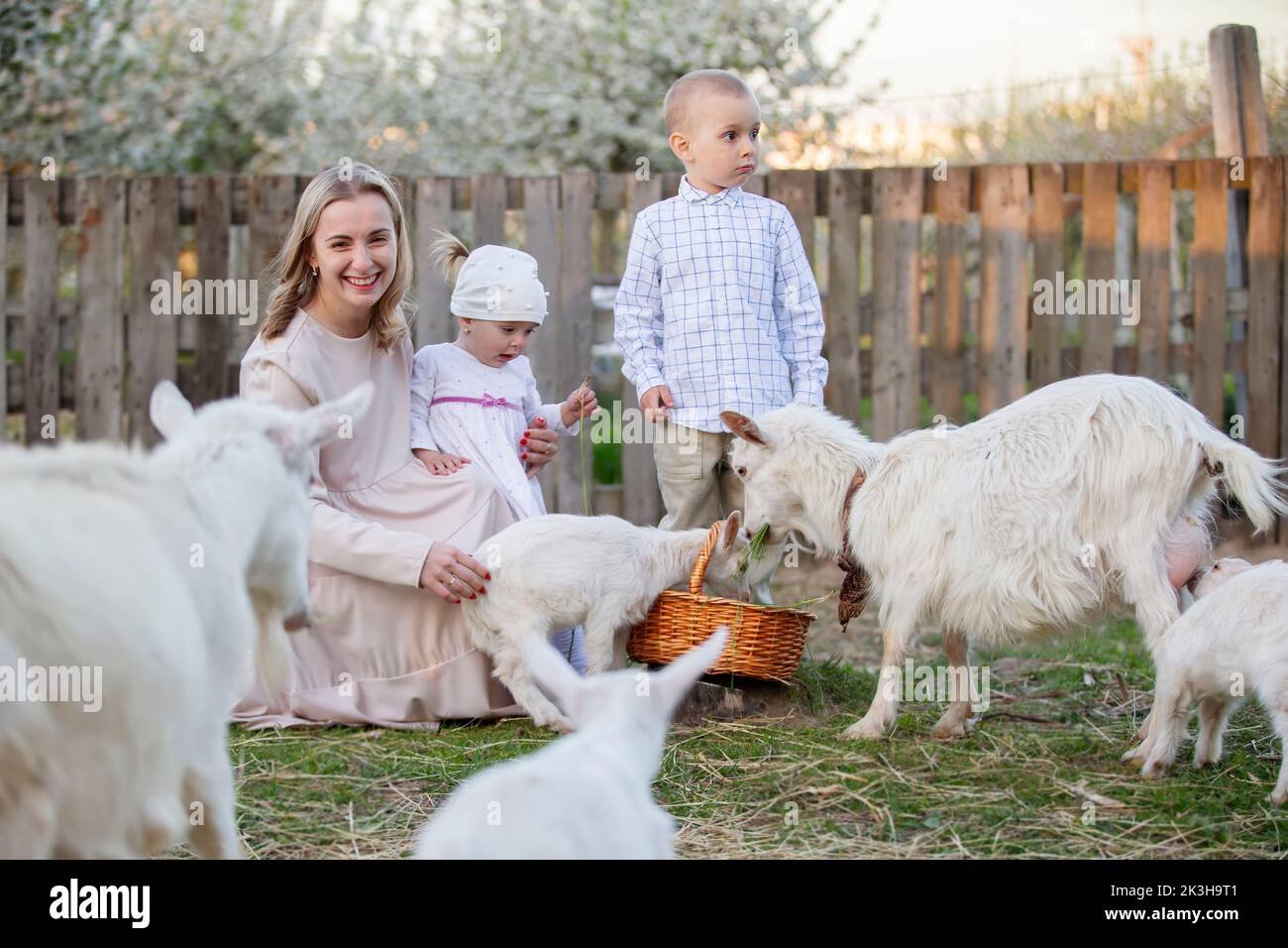 Mom with a little daughter feeds a goat. Woman with children on the ...