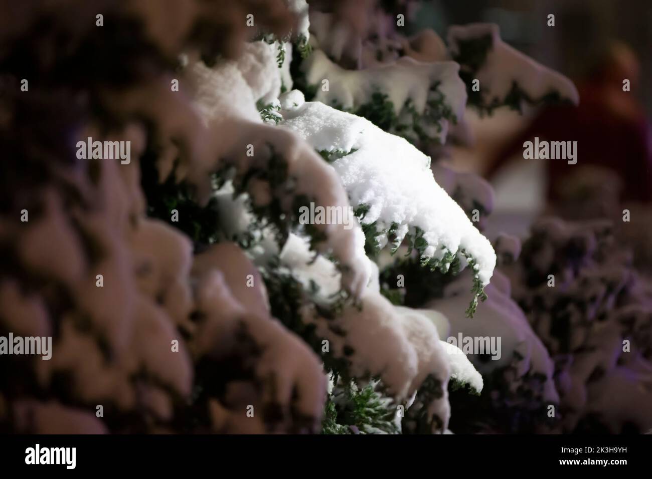 Fir branches in the snow on a dark evening background Stock Photo - Alamy