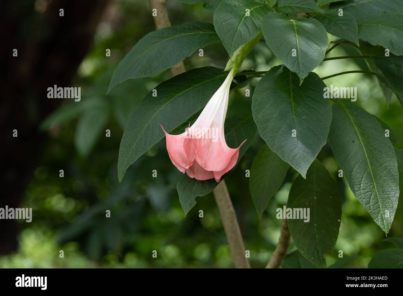Lone pink Angel's trumpet (Brugmansia suaveolens) flower in the garden ...