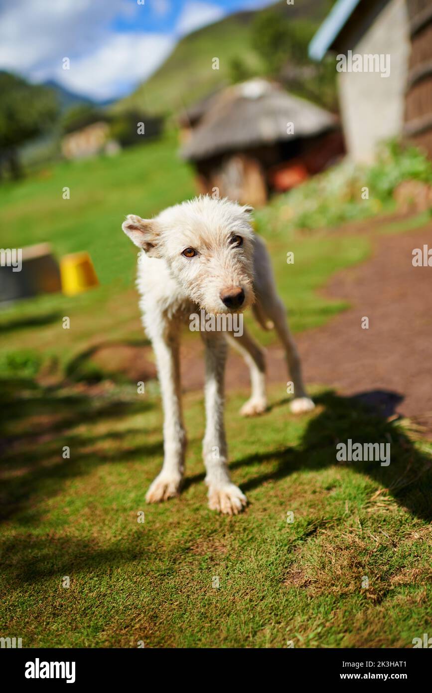 The best of both - domesticated and wild. A shot of a white dog with a ...