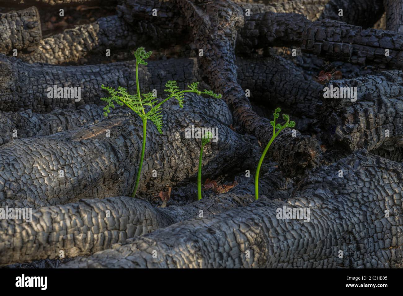 ferns growing after fire Stock Photo - Alamy