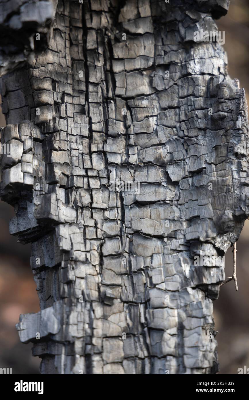 Burnt tree hi-res stock photography and images - Alamy