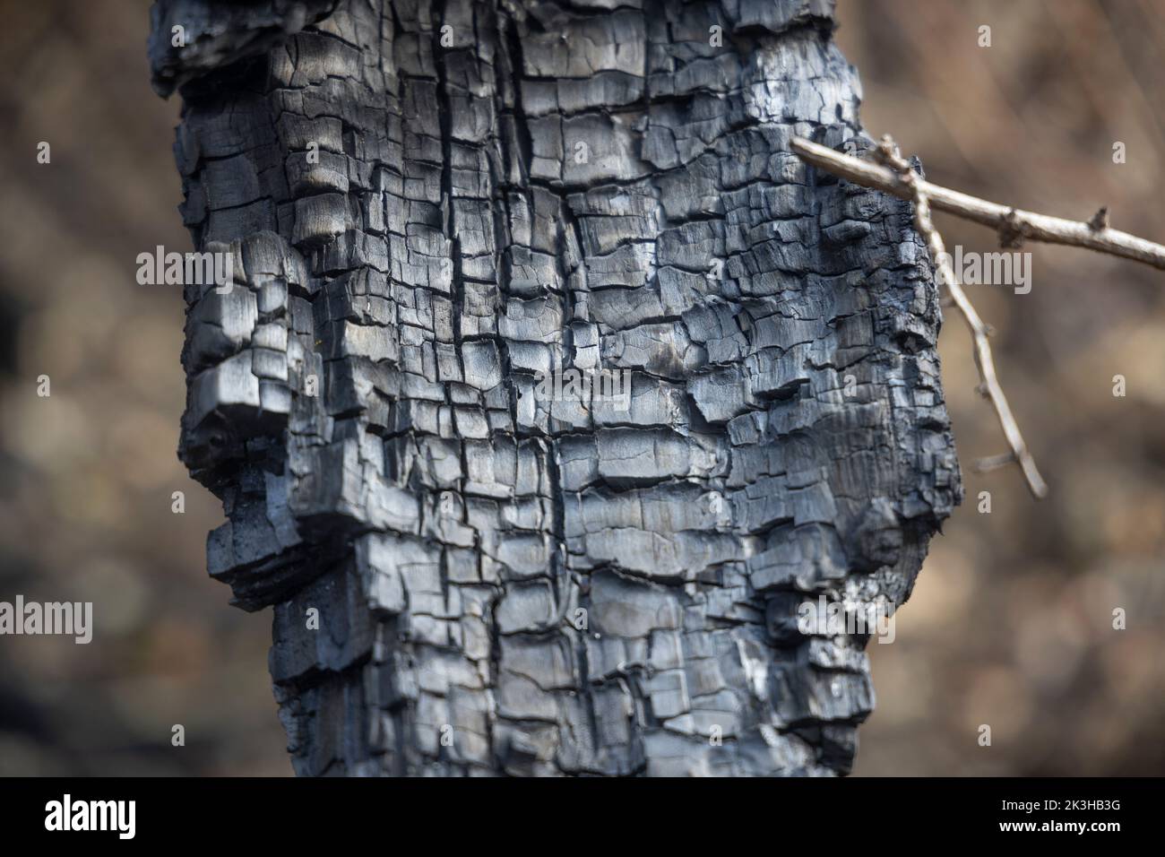 Burnt tree hi-res stock photography and images - Alamy