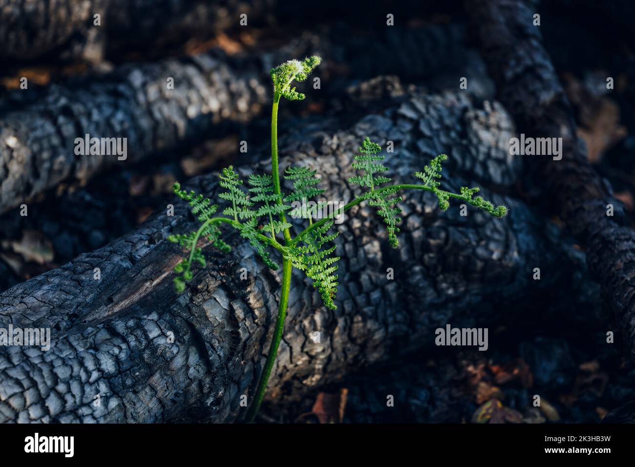 ferns growing after fire Stock Photo - Alamy