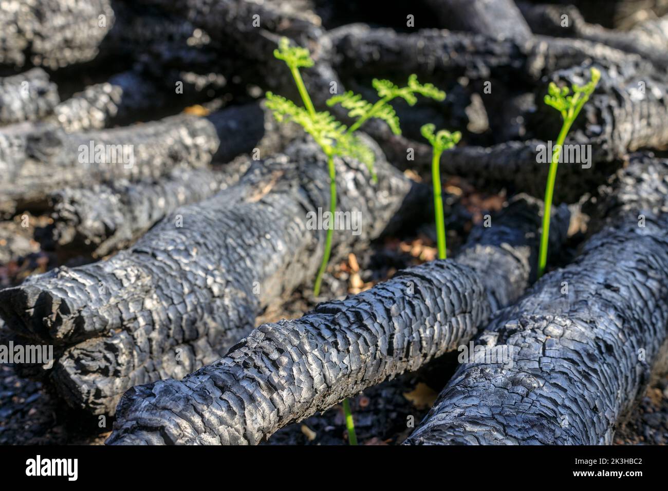 ferns growing after fire Stock Photo - Alamy