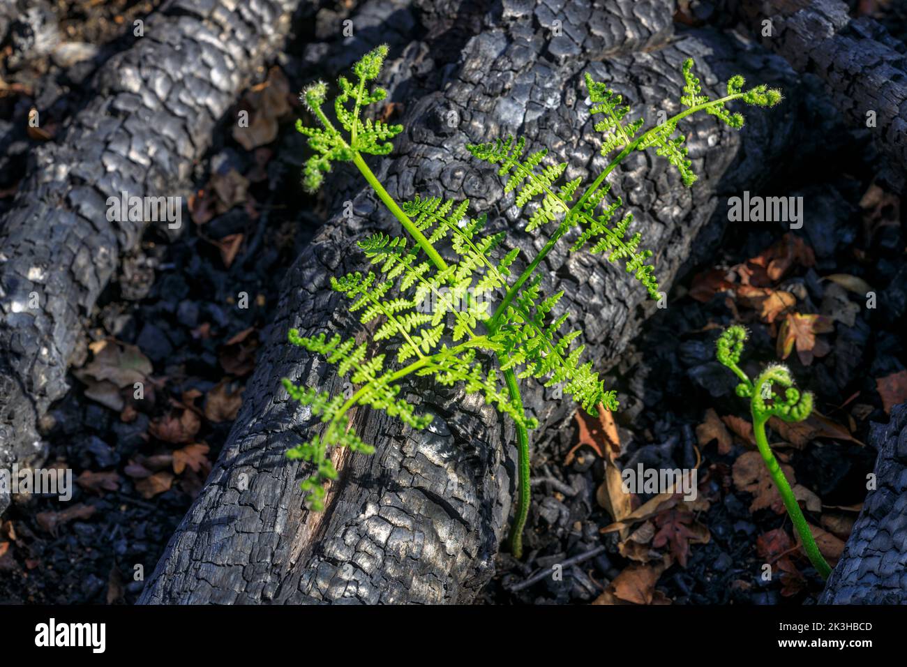 Fern after forest fire hi-res stock photography and images - Alamy