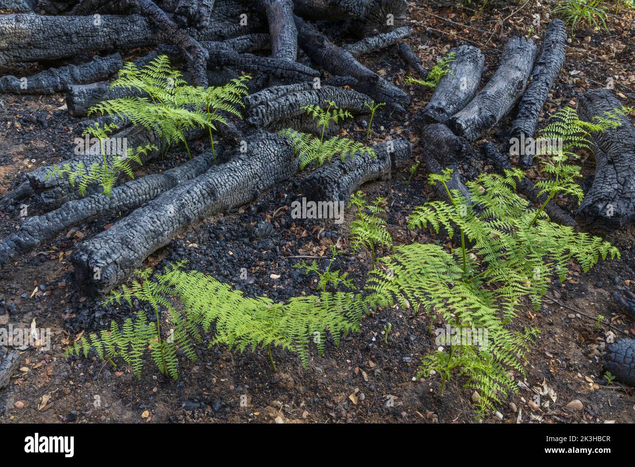 Fern after forest fire hi-res stock photography and images - Alamy