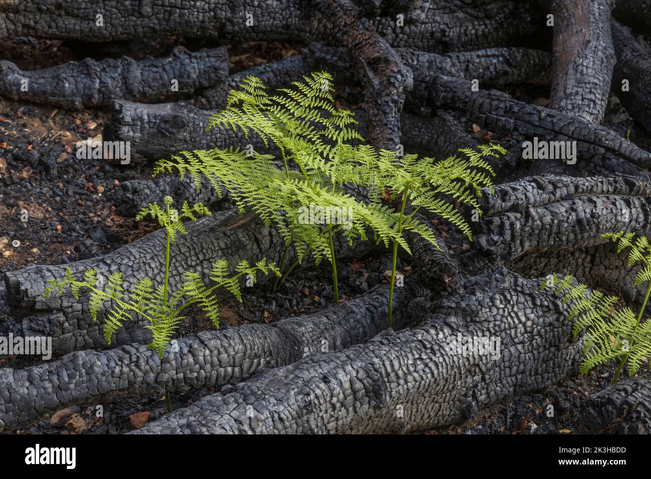 ferns growing after fire Stock Photo - Alamy