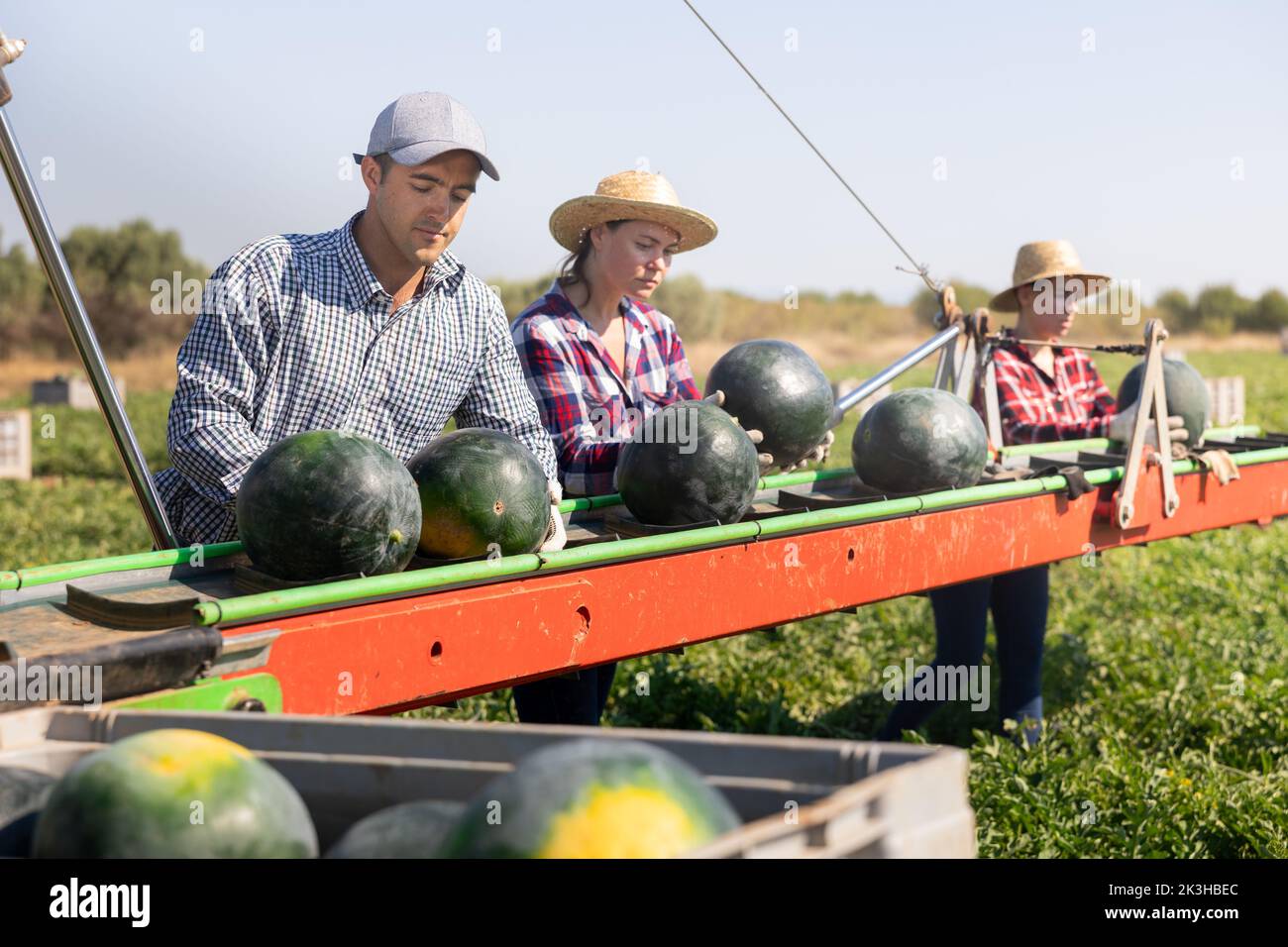 Workers picking ripe watermelons using harvesting machine Stock Photo ...