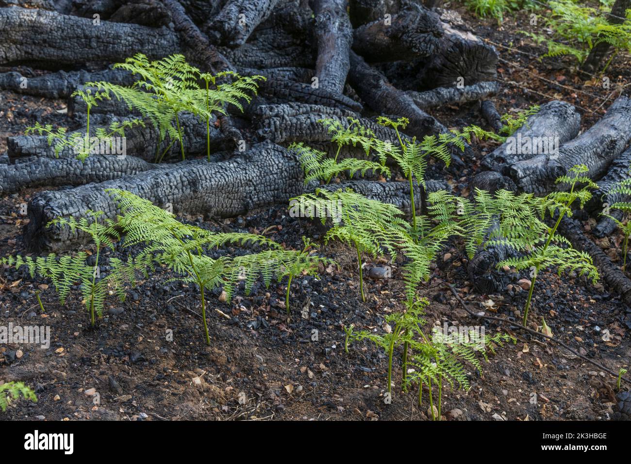 Fern after forest fire hi-res stock photography and images - Alamy