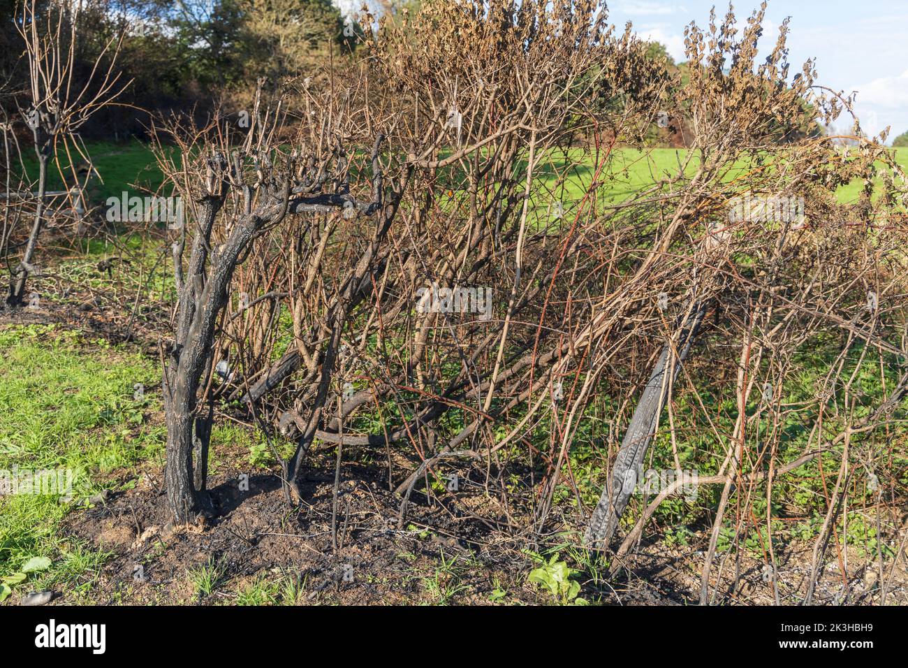 nature grows after fire Stock Photo - Alamy