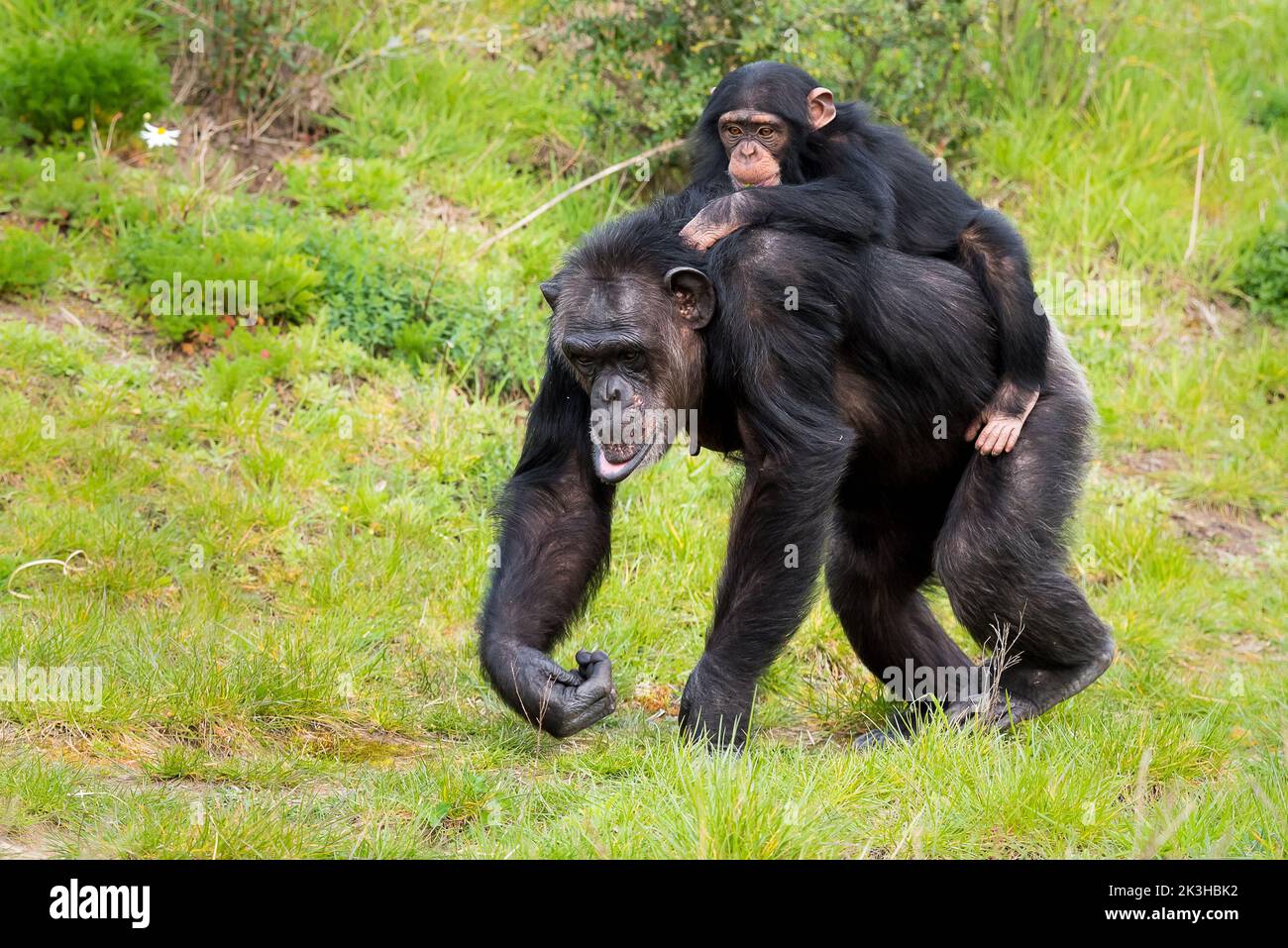Chimpanzee carrying baby Stock Photo - Alamy