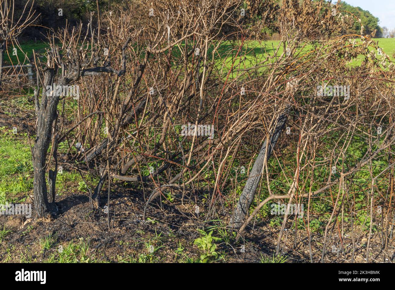 nature grows after fire Stock Photo - Alamy