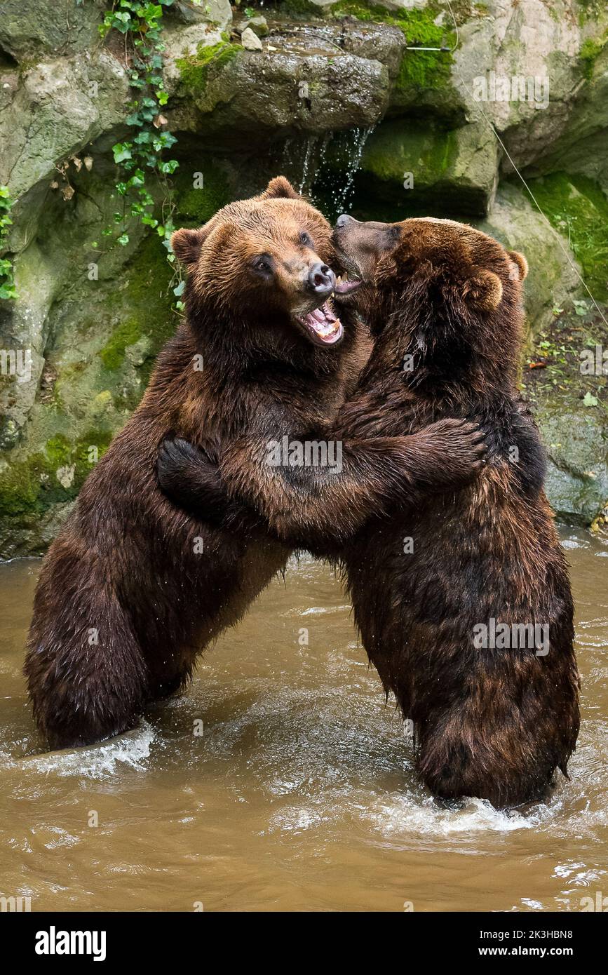 Kamchatka bears fighting in water Stock Photo - Alamy