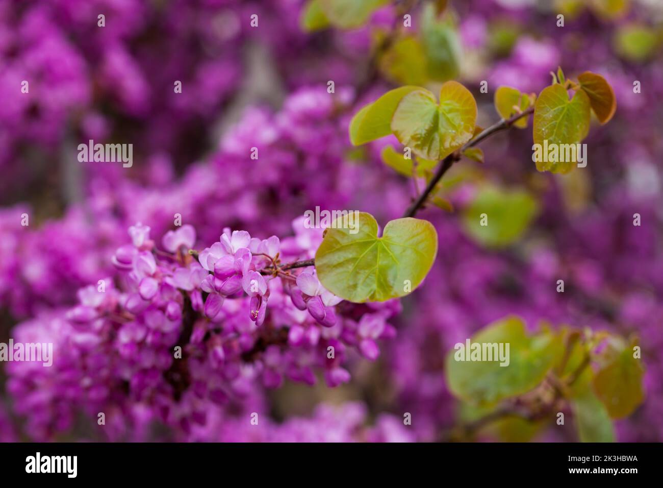 Blooming purple cercis siliquastrum trees in the fields Stock Photo - Alamy
