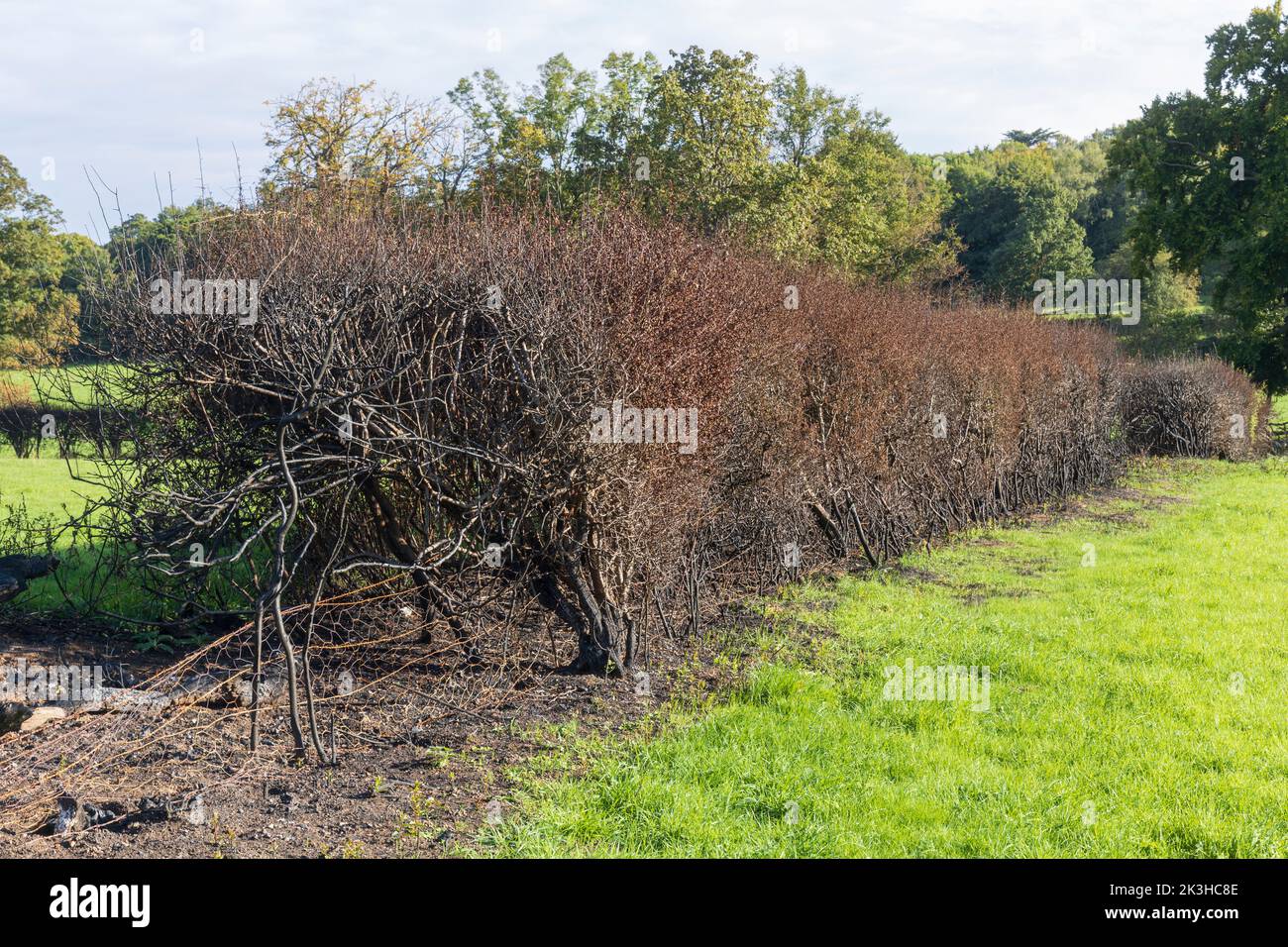 nature grows after fire Stock Photo - Alamy