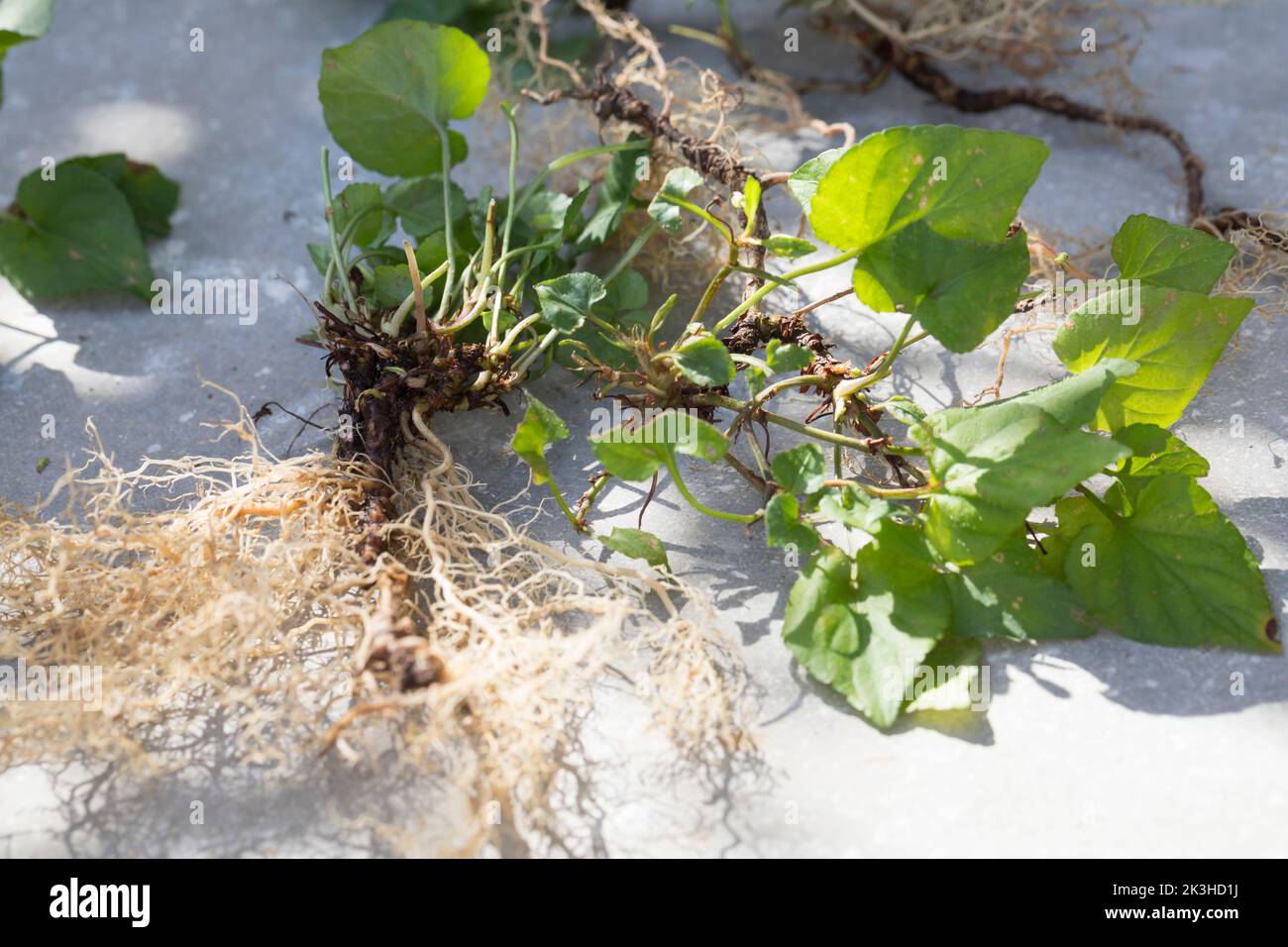 Veilchen, Wurzel, Wurzeln, Veilchen-Wurzel, Veilchenwurzel, Veilchen ...