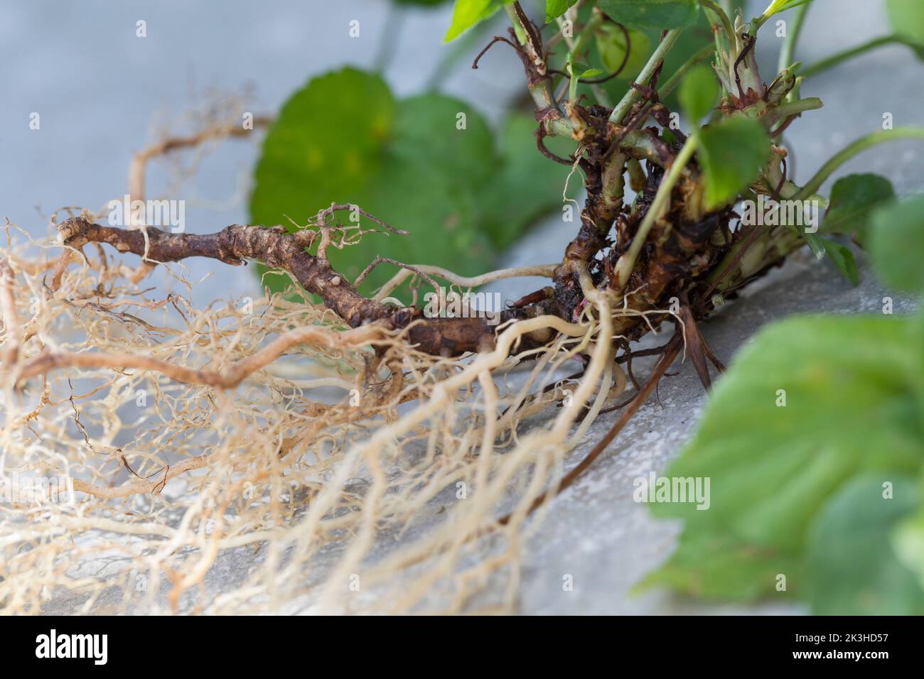 Veilchen, Wurzel, Wurzeln, Veilchen-Wurzel, Veilchenwurzel, Veilchen ...