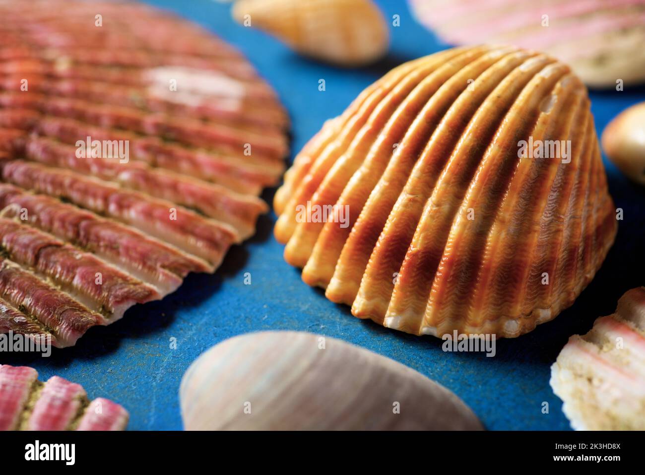 Collection of shells on a blue table Stock Photo - Alamy