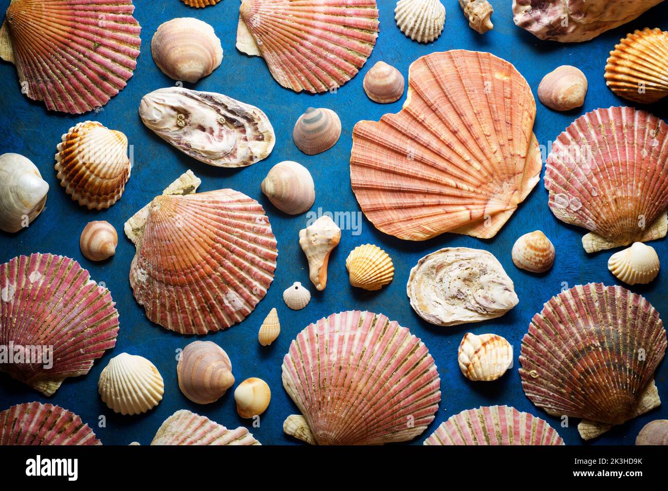 Collection of shells on a blue table Stock Photo - Alamy