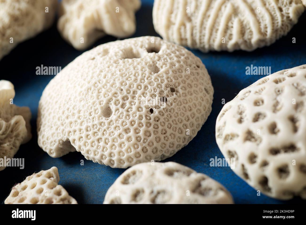 Collection of coral stones on a blue table Stock Photo - Alamy